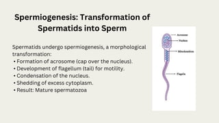 Gametogenesis , Fertilisation , Implantation and Early Development of ...