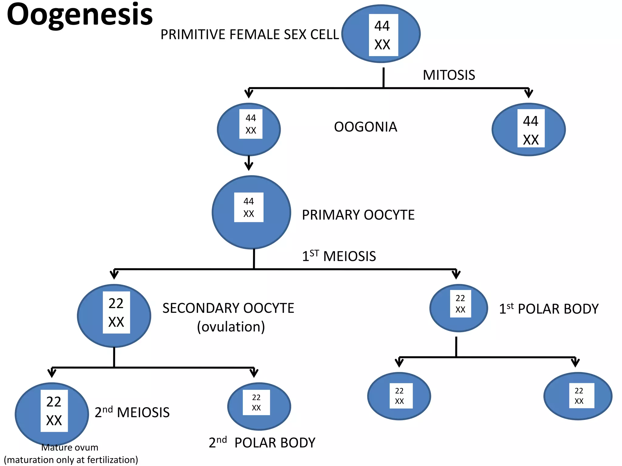 Gametogenesis, fertilization, implantation and 1st wk development | PPTX