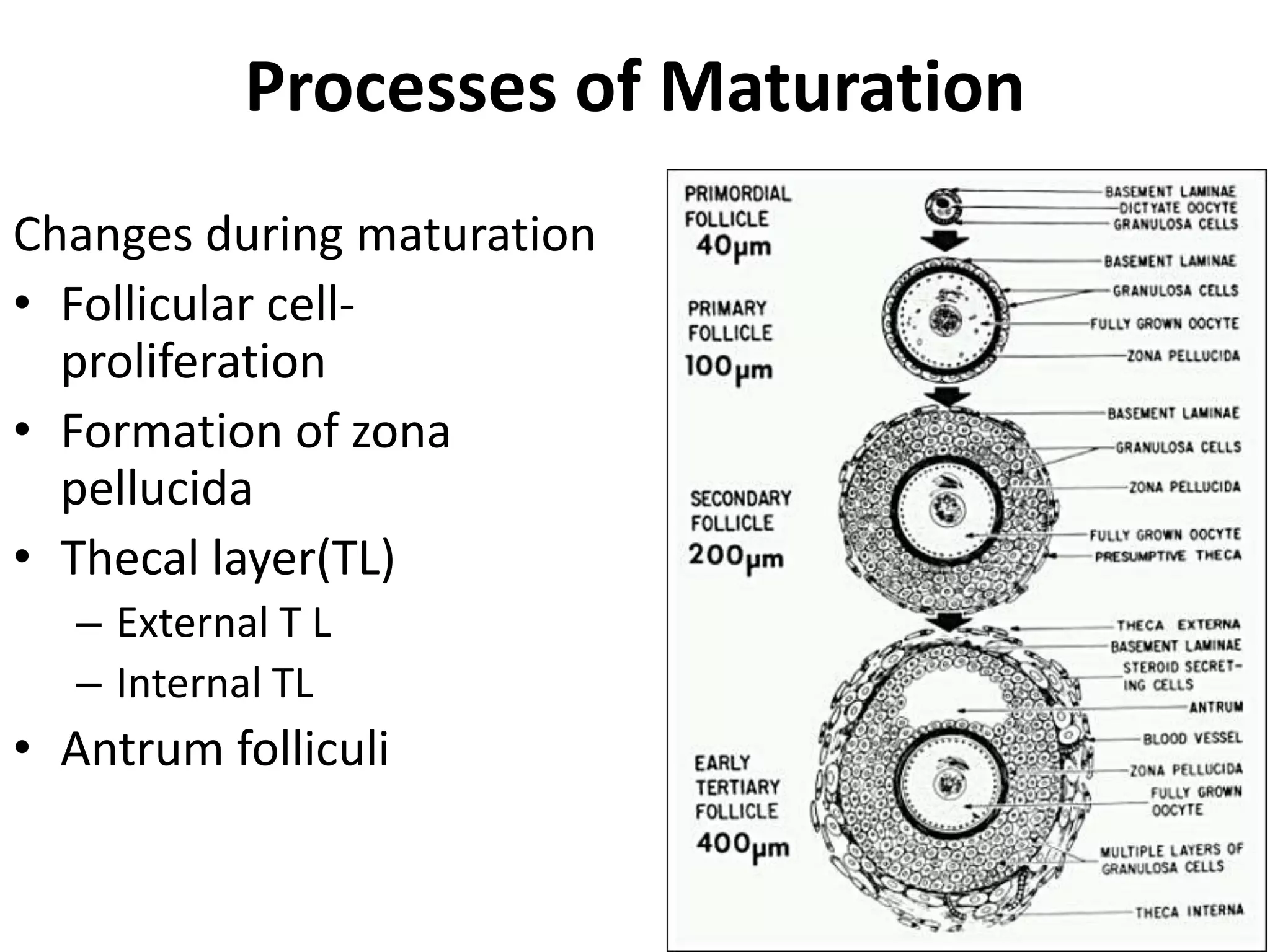 Gametogenesis, fertilization, implantation and 1st wk development | PPTX