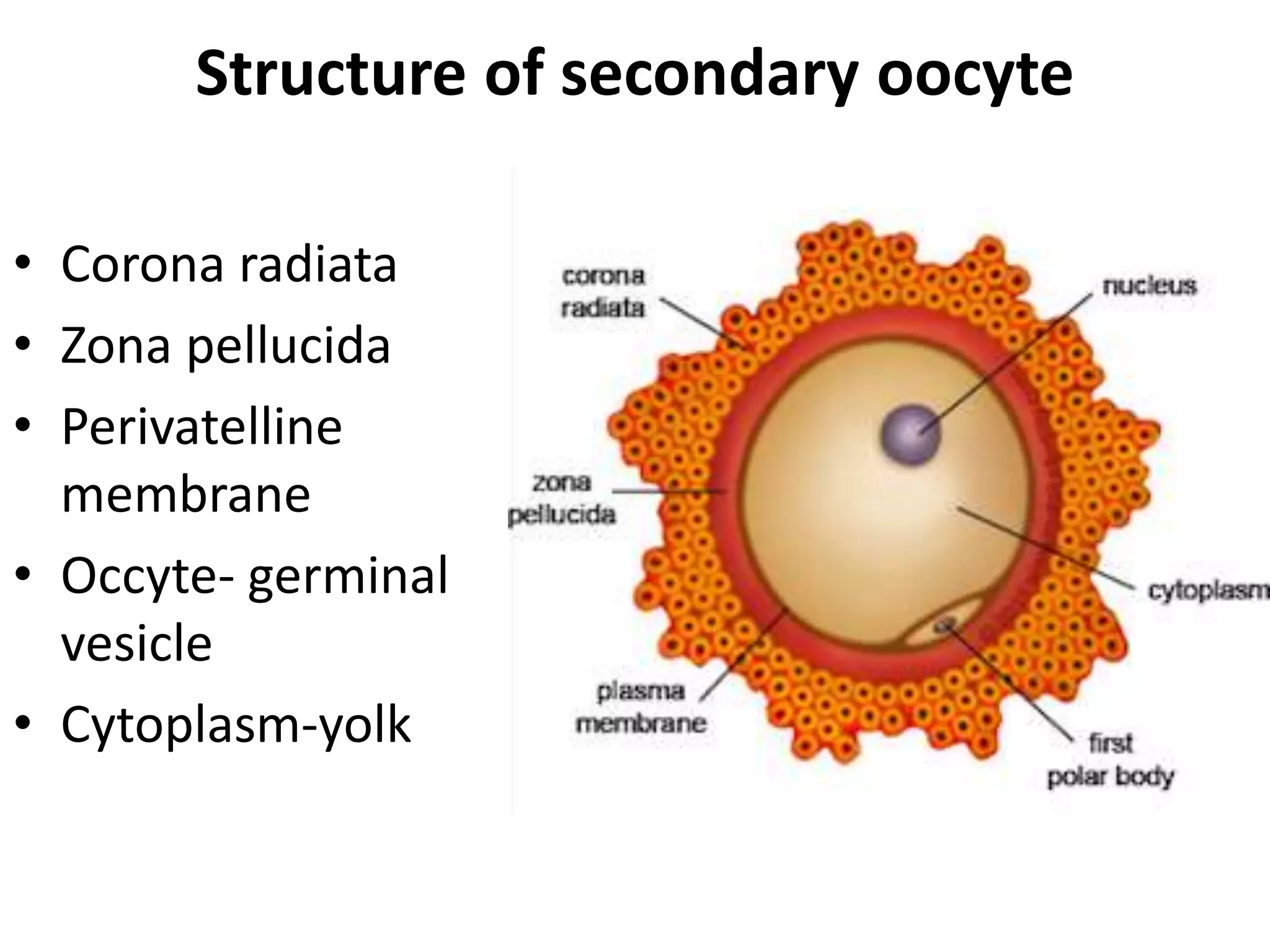 Gametogenesis, fertilization, implantation and 1st wk development | PPTX