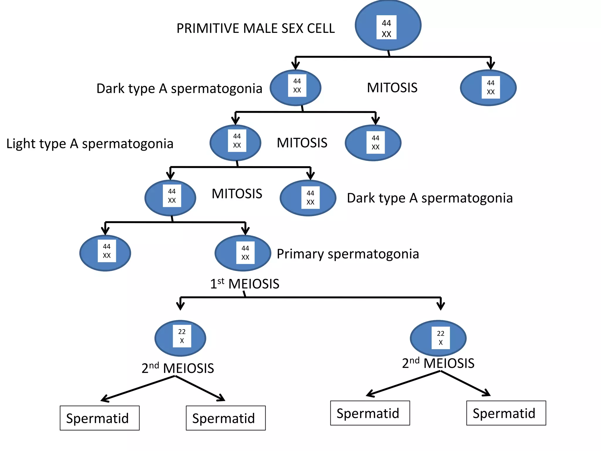 Gametogenesis, fertilization, implantation and 1st wk development | PPTX