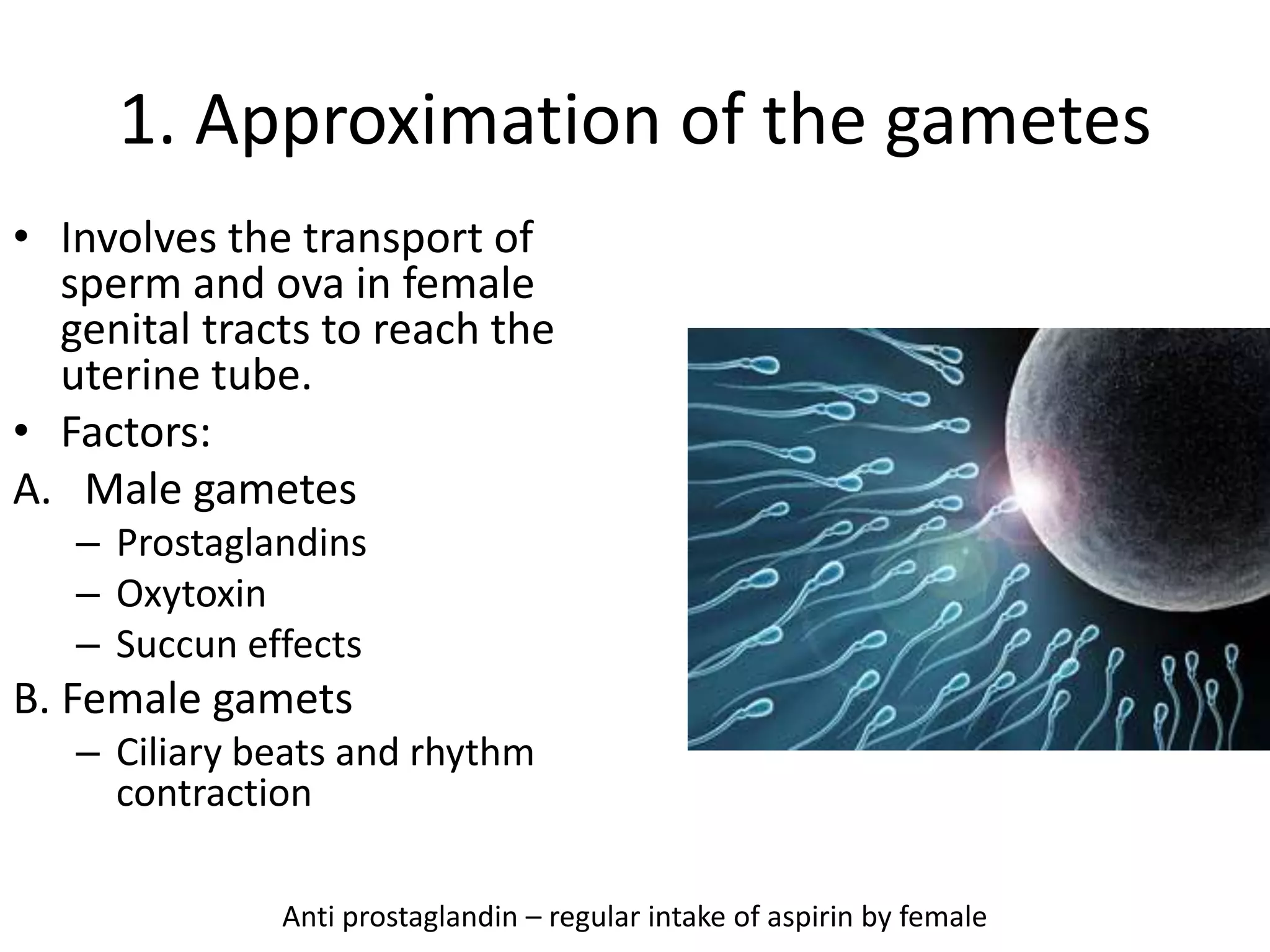 Gametogenesis, fertilization, implantation and 1st wk development | PPTX