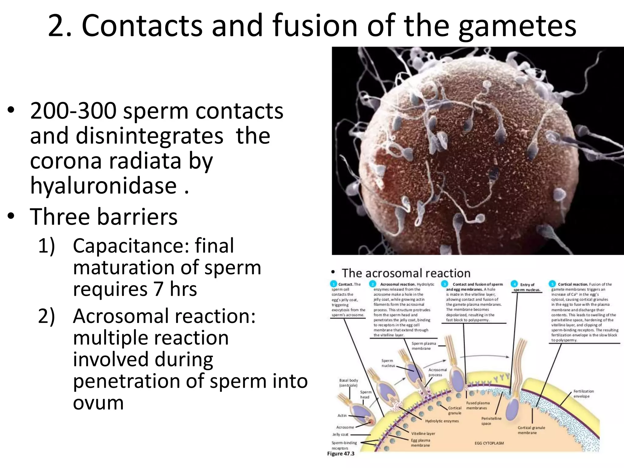 Gametogenesis, fertilization, implantation and 1st wk development | PPTX
