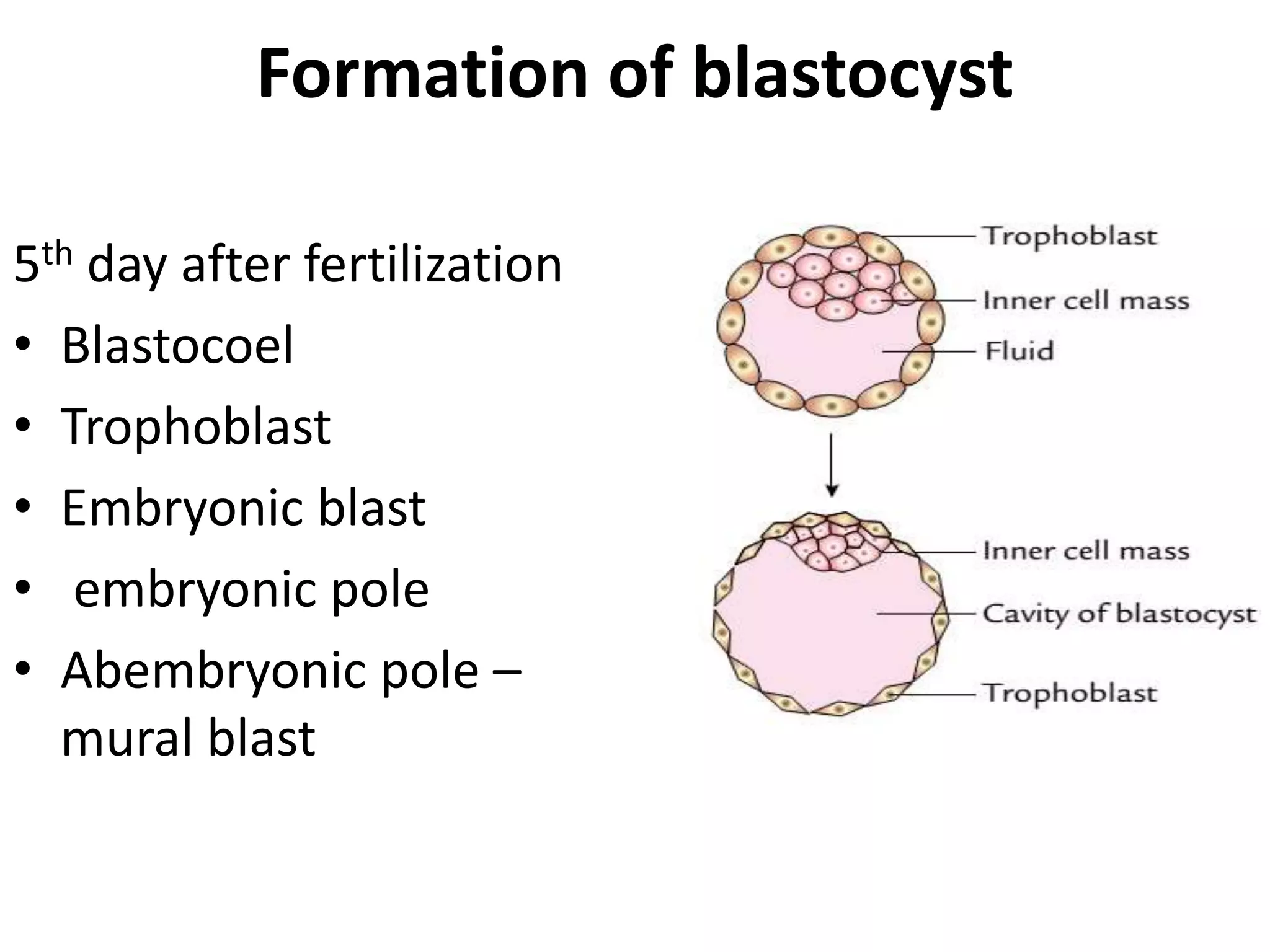 Gametogenesis, fertilization, implantation and 1st wk development | PPTX