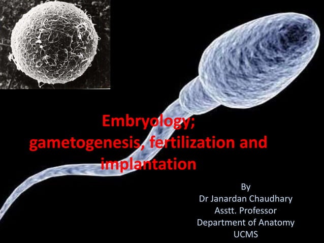 Gametogenesis, fertilization, implantation and 1st wk development ...