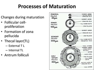 Gametogenesis, fertilization, implantation and 1st wk development | PPTX