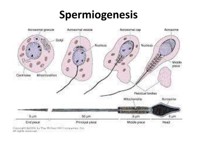 Gametogenesis, fertilization, implantation and 1st wk development ...