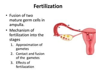 Gametogenesis, fertilization, implantation and 1st wk development | PPTX