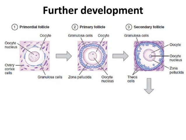 Gametogenesis, fertilization, implantation and 1st wk development ...