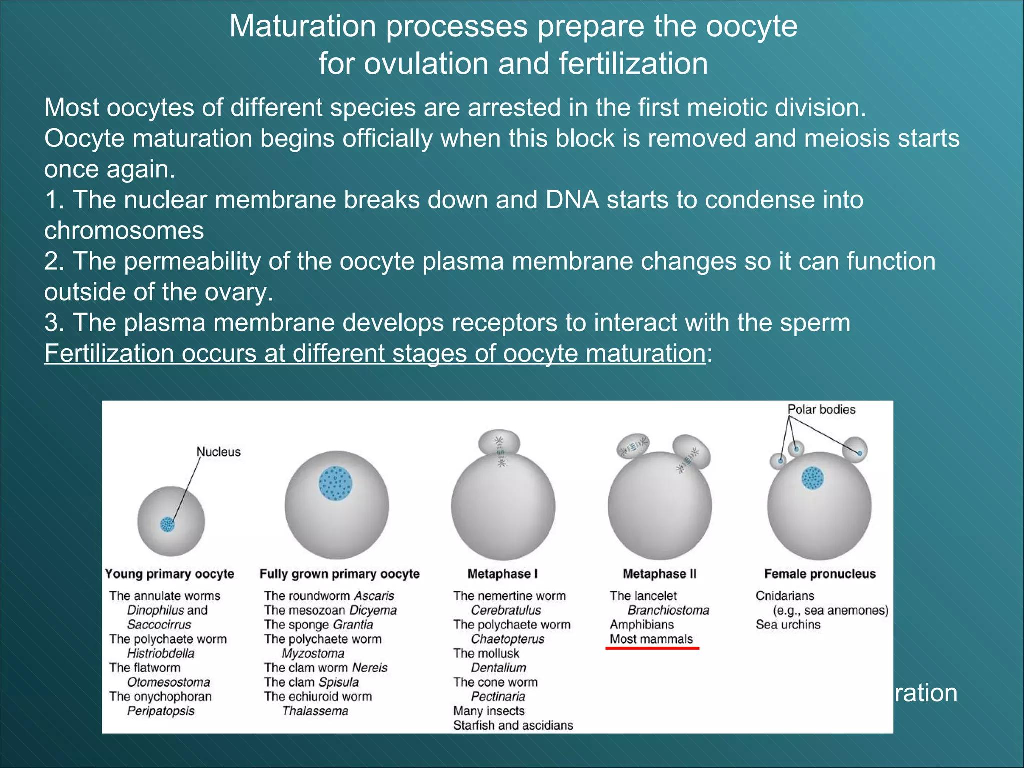 Gametogenesis ppt | PPT