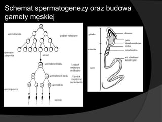 Gametogeneza 1 (2) | PPTX