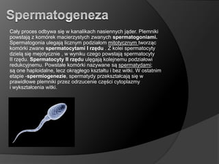 Gametogeneza 1 (2) | PPT