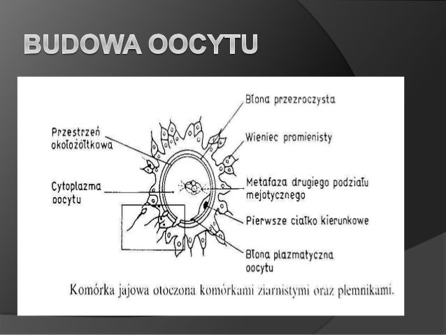 Gametogeneza 1 (2)