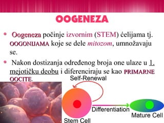 Gametogeneza | PPT