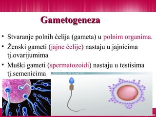 Gametogeneza | PPT
