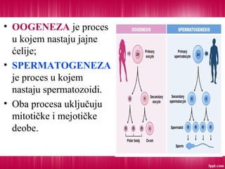 Gametogeneza | PPT