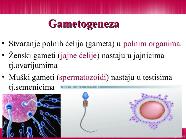 Gametogeneza