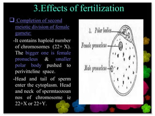 Gametogenisis, Fertilization | PPTX