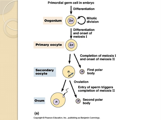 PENJELASAN TENTANG PROSES PEMBENTUKAN SEL GAMET ATAU GAMETOGENISIS | PPT