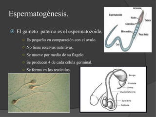 Gametogénesis | PPTX
