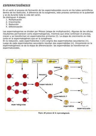 Gametogénesis 2 | DOC