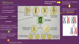 Gametogénesis Oficial.pptx