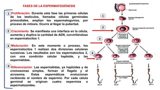 Gametogénesis y el útero.pdf