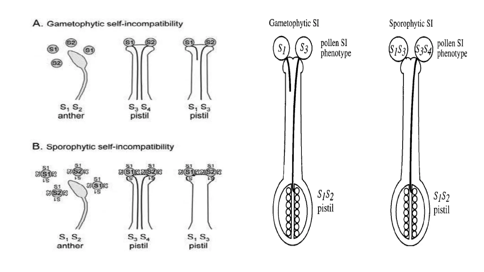 Gametophytic self incompatibility vs sporophytic self incompatibilty | PPTX