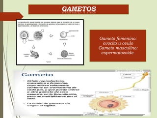 Gameto y gametogenesis233 ppt (1) | PPTX