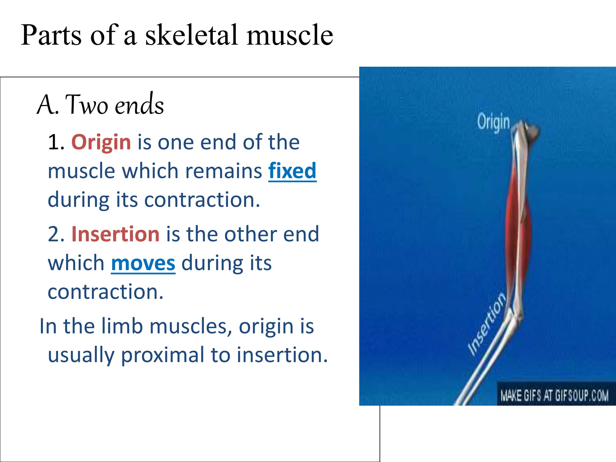 anatomy of muscle for all general muscle | PPT
