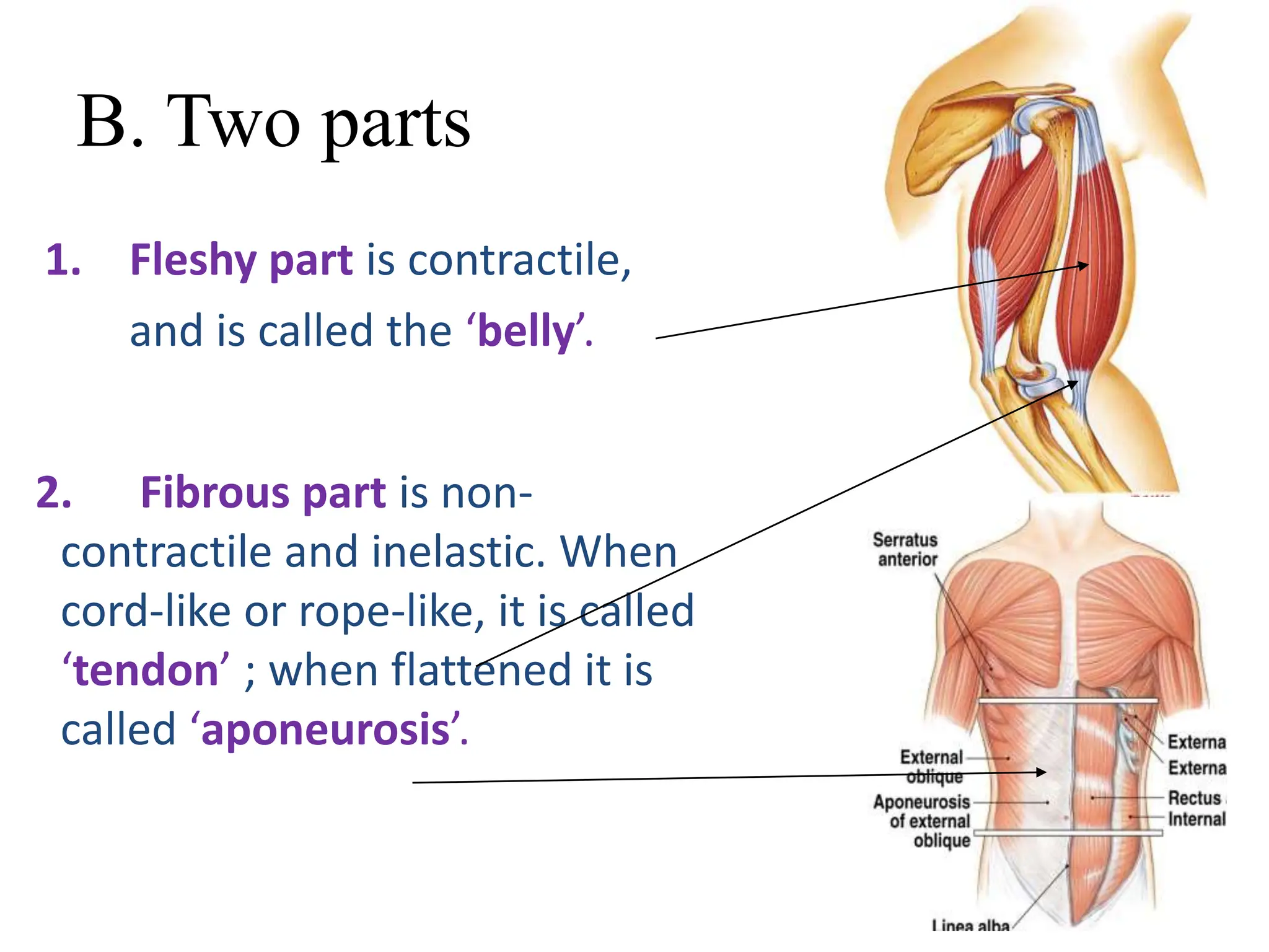 anatomy of muscle for all general muscle | PPT