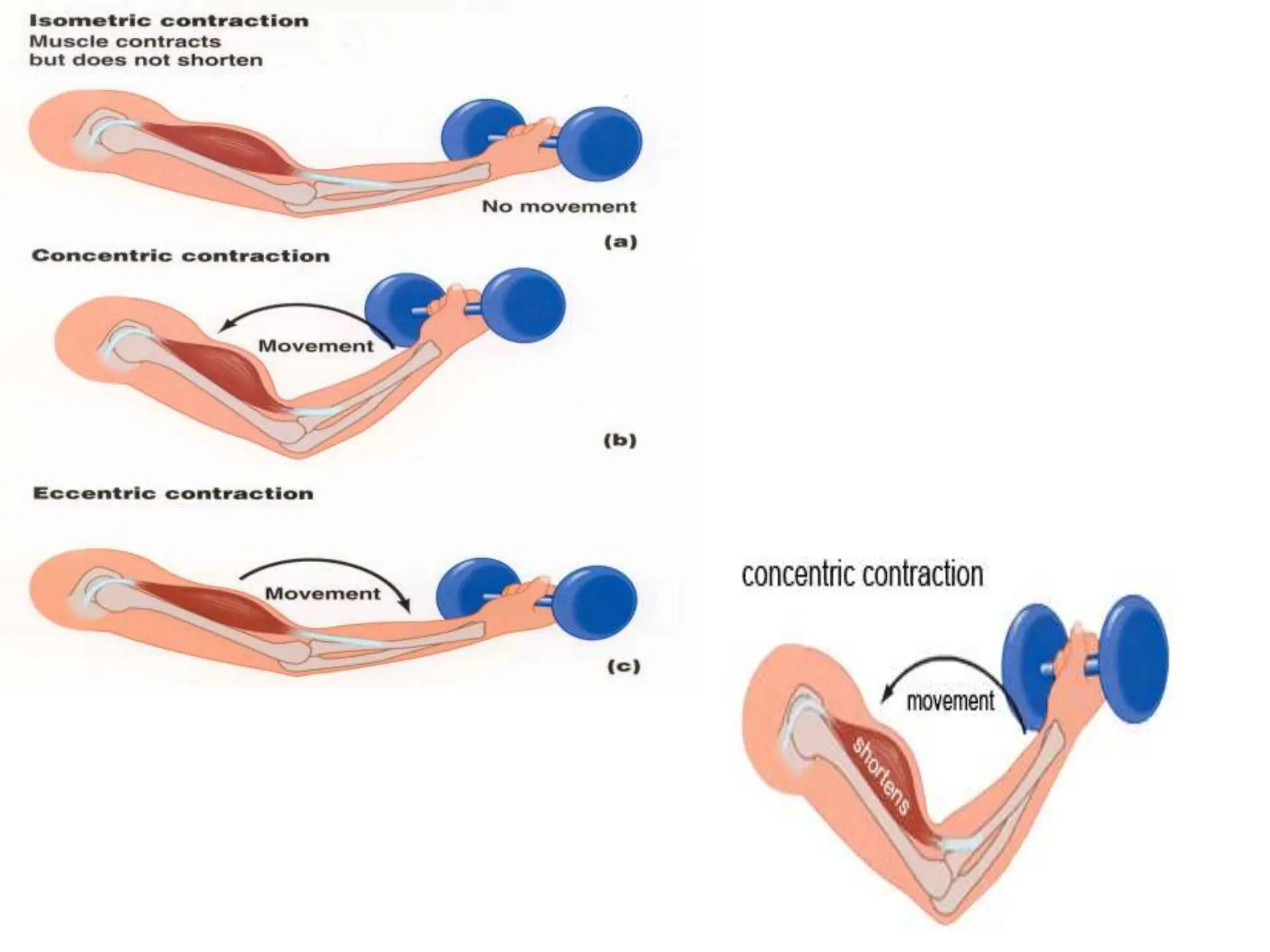 anatomy of muscle for all general muscle | PPT