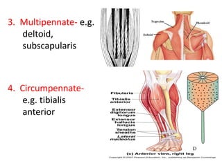 anatomy of muscle for all general muscle | PPT