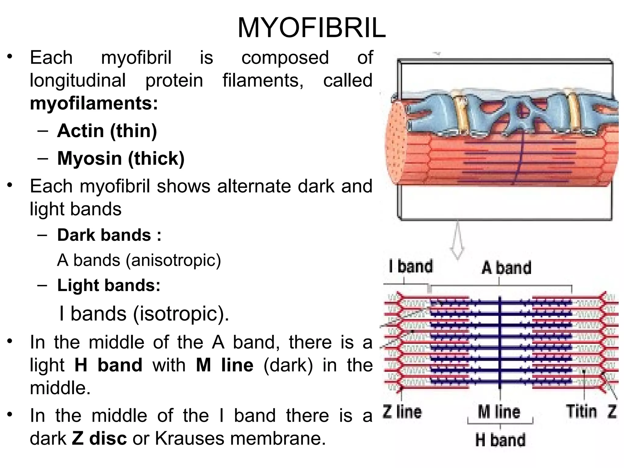 General anatomy of muscles | PPT
