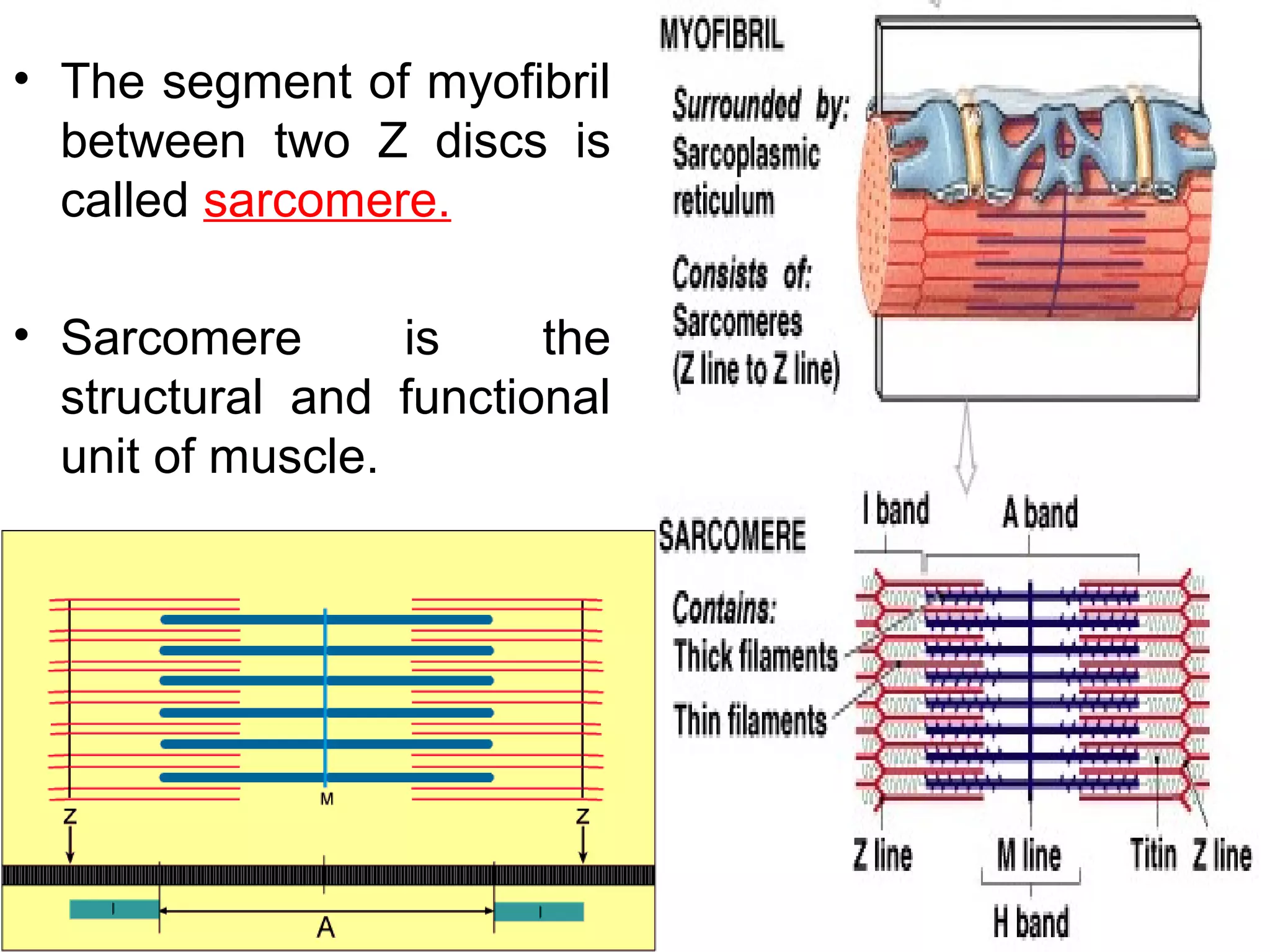 General anatomy of muscles | PPT