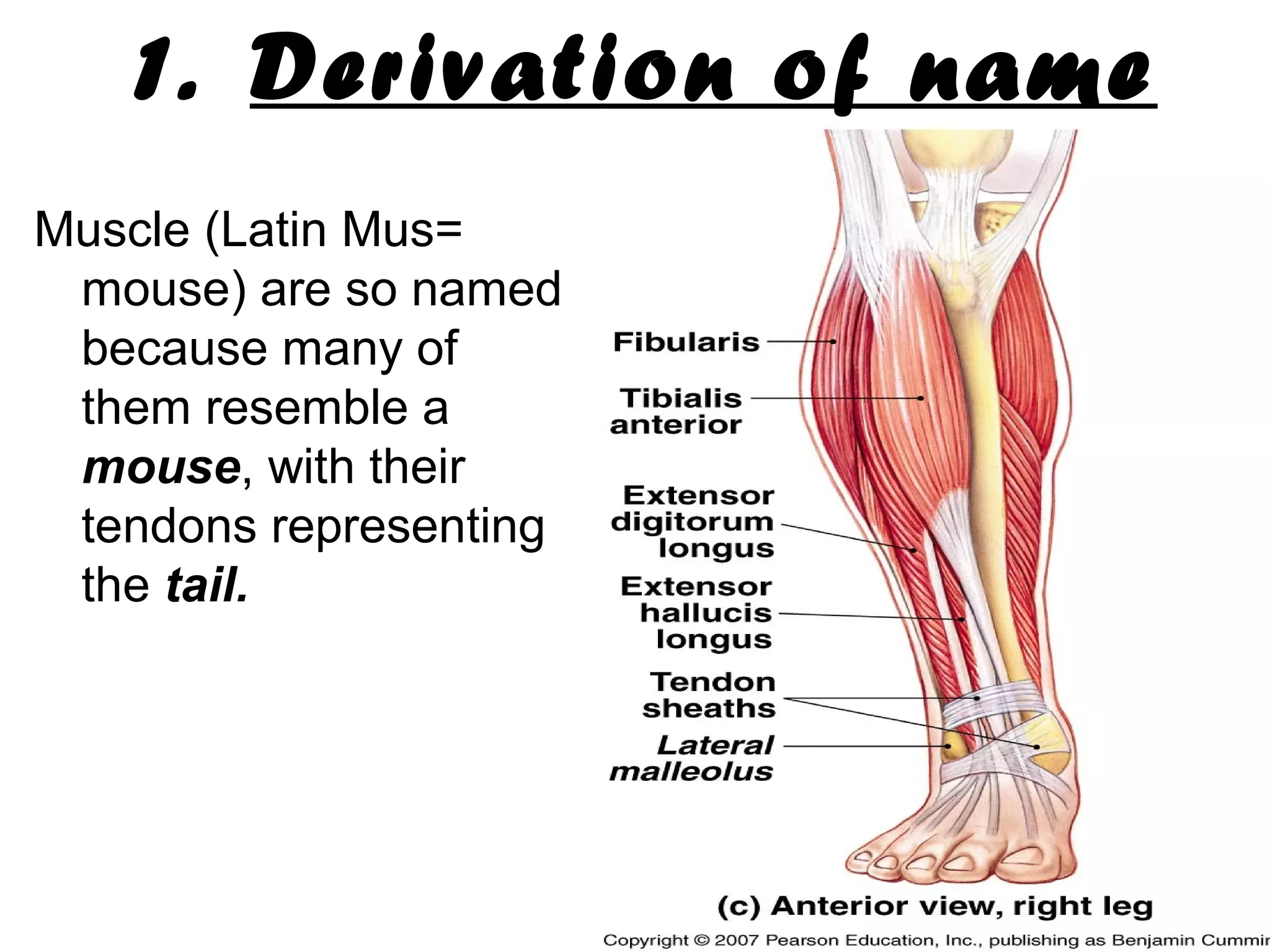 General anatomy of muscles | PPT