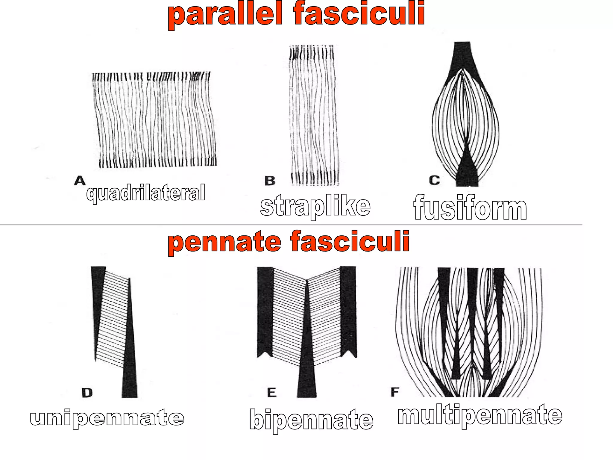 General anatomy of muscles | PPT