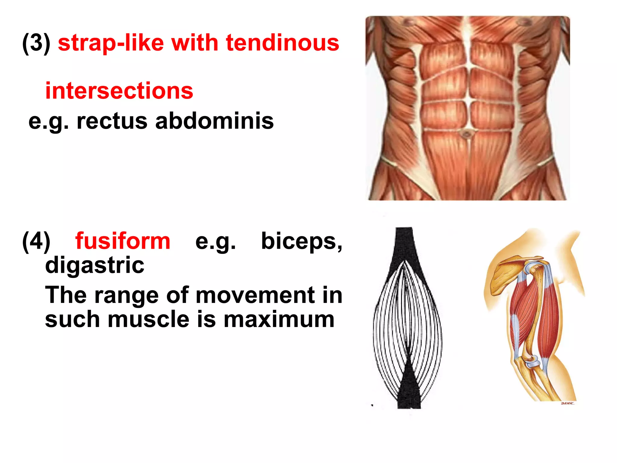 General anatomy of muscles | PPT