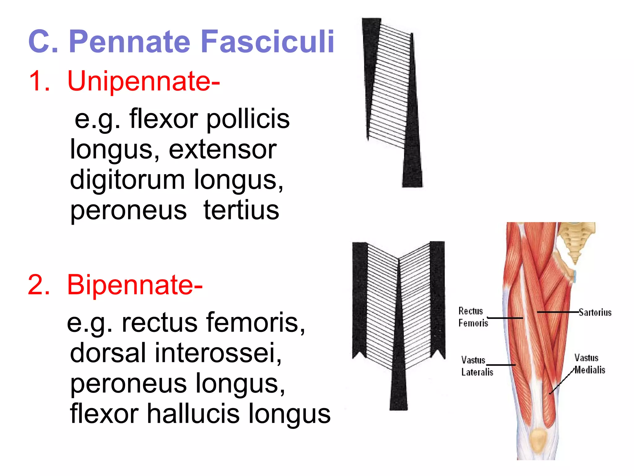 General anatomy of muscles | PPT