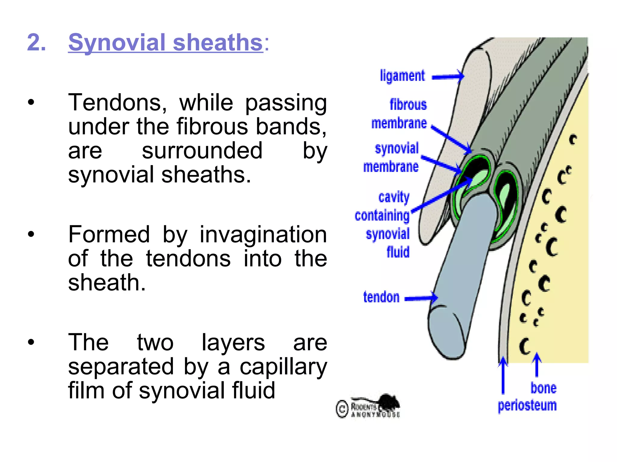 General anatomy of muscles | PPT