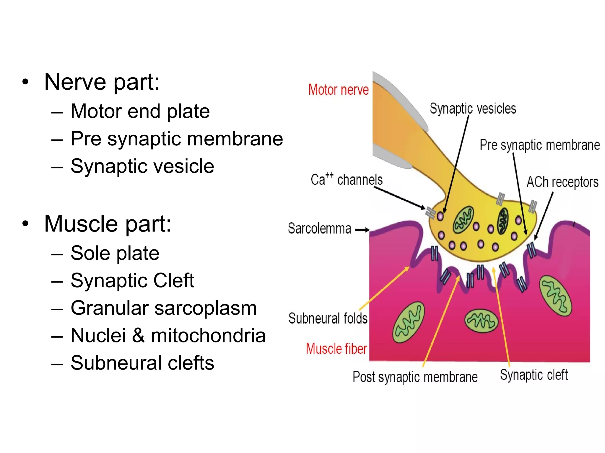 General anatomy of muscles | PPT