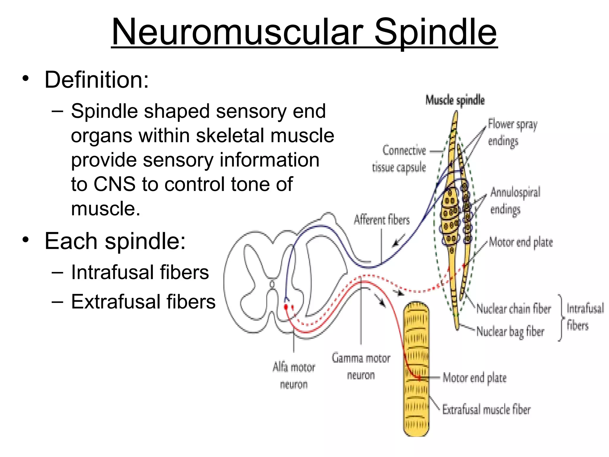 General anatomy of muscles | PPT