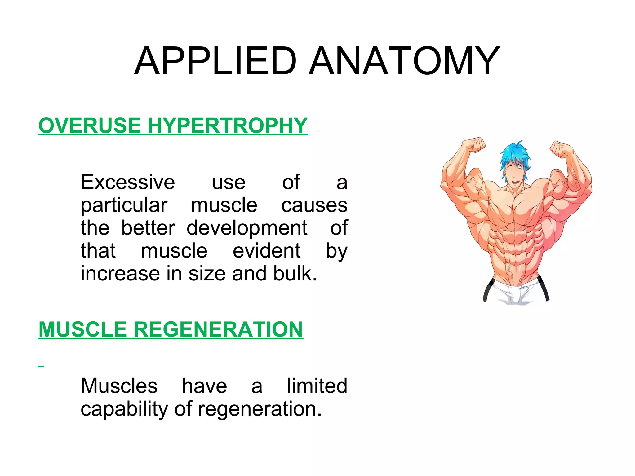 General anatomy of muscles | PPT