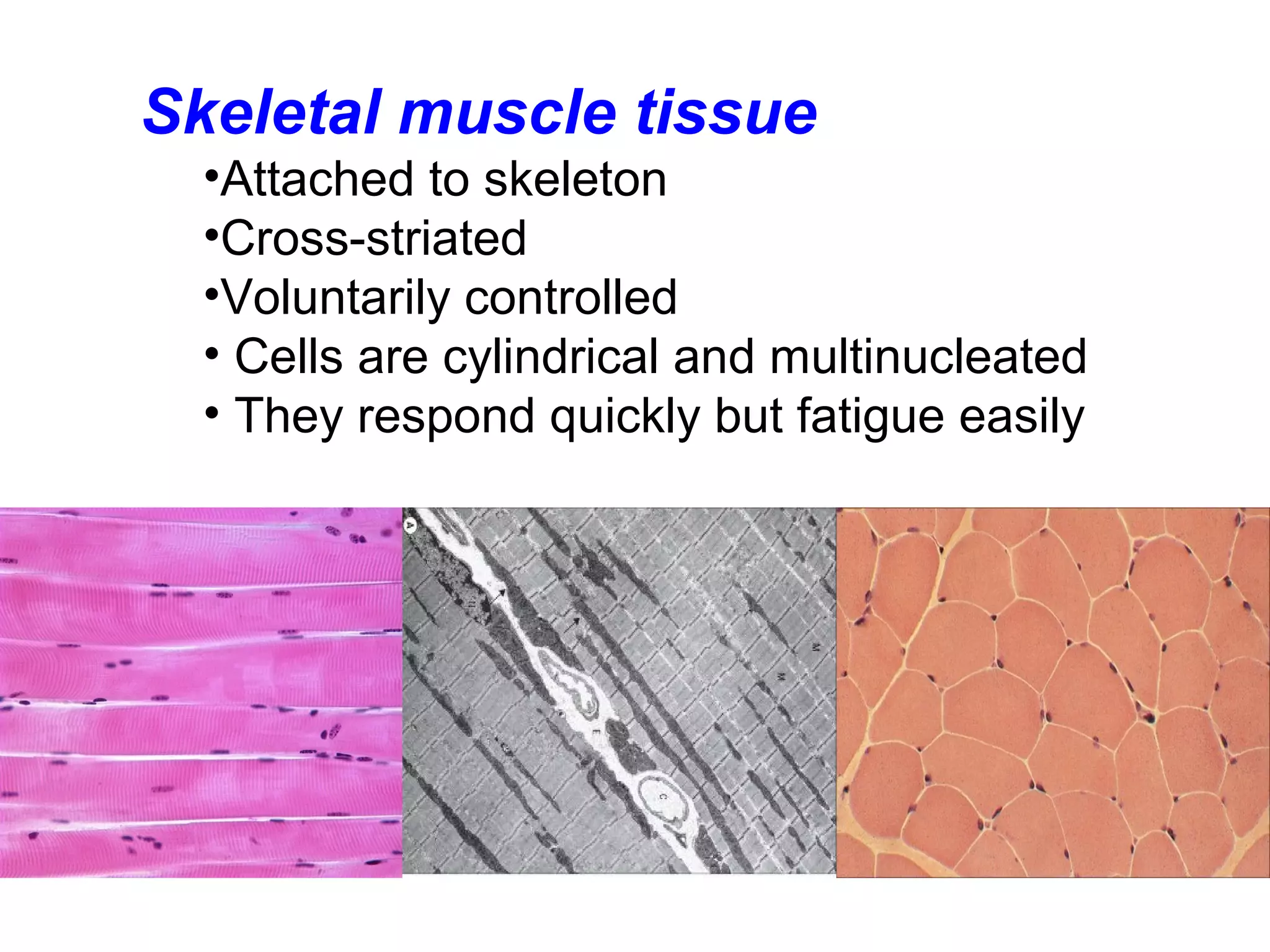 General anatomy of muscles | PPT