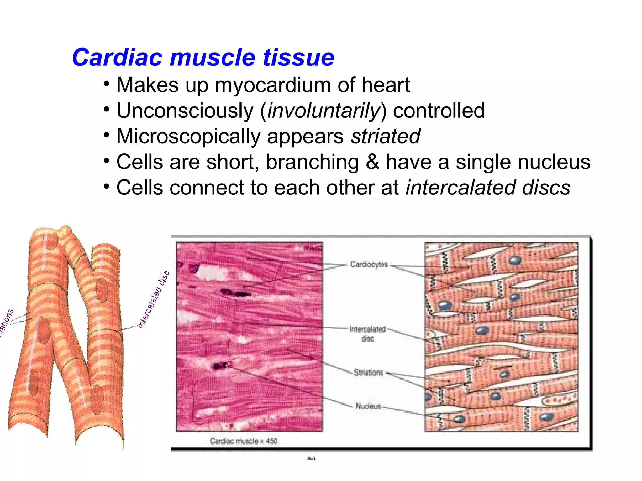 General anatomy of muscles | PPT
