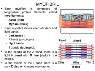 General anatomy of muscles | PPT