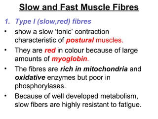 General anatomy of muscles | PPT