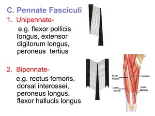 General anatomy of muscles | PPT