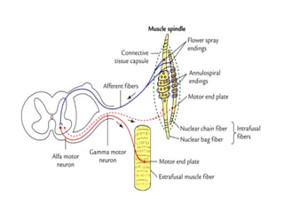 General anatomy of muscles | PPT