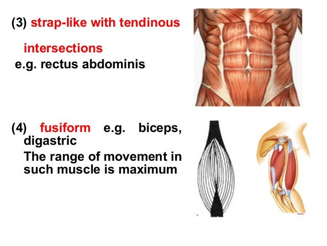Strap Muscle Anatomy Back Muscle Diagram What Is The Anatomy Of Back